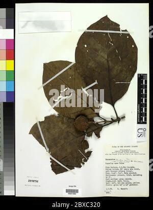 Neonauclea forsteri Seem Merr Stock Photo - Alamy