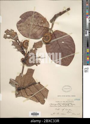 Neonauclea reticulata Havil Merr Stock Photo - Alamy