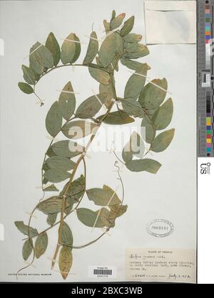 Lathyrus venosus Muhl Lathyrus venosus Muhl Stock Photo - Alamy