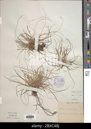 Carex humilis Leyss Stock Photo - Alamy