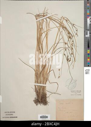 Carex Remote Sedge is a species of perennial grass in the family sedges ...