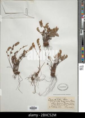 Myriopteris rufa Fe Myriopteris rufa Fe Stock Photo - Alamy