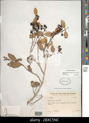 Psydrax odorata G Forst AC Sm SP Darwin Stock Photo - Alamy