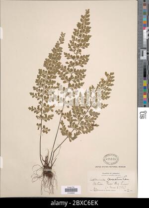 Asplenium cuneatum Lam Stock Photo - Alamy