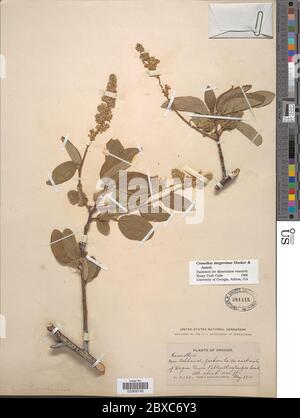 deerbrush ceanothus (Ceanothus integerrimus Stock Photo - Alamy