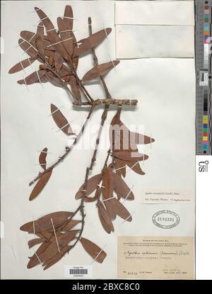 Agathis macrophylla Agathis macrophylla Stock Photo - Alamy