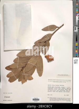 Agathis macrophylla Agathis macrophylla Stock Photo - Alamy