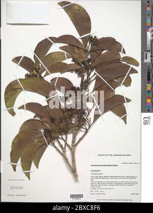 Gomphandra luzoniensis Merr Merr Stock Photo - Alamy