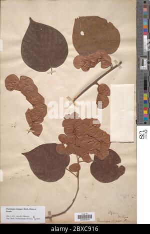 Flemingia chappar Benth Stock Photo - Alamy
