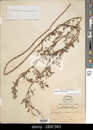 Indigofera microcarpa Desv Stock Photo - Alamy