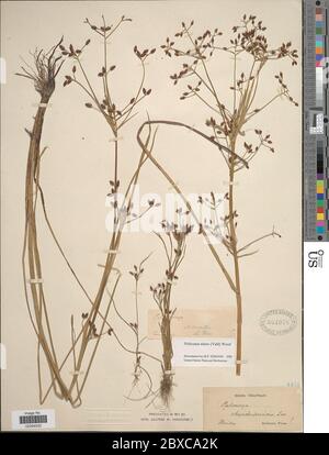 Rhynchospora nitens Vahl A Gray Rhynchospora nitens Vahl A Gray Stock ...