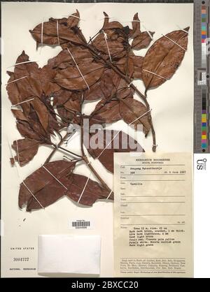 Carallia sp Carallia sp Stock Photo - Alamy