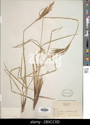 Carex emoryi Dewey Carex emoryi Dewey Stock Photo - Alamy