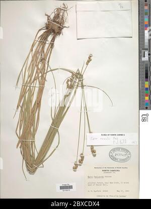 Carex normalis Mack Carex normalis Mack Stock Photo - Alamy