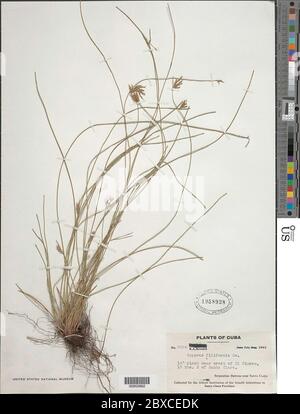 Cyperus filiformis Sw Cyperus filiformis Sw Stock Photo - Alamy