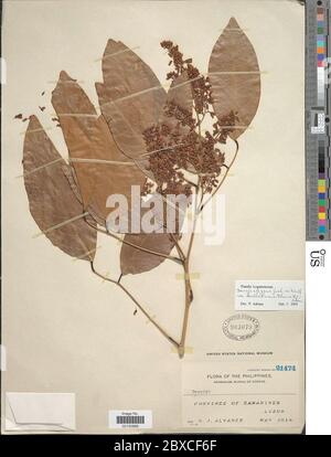 Derris elegans Benth Derris elegans Benth Stock Photo - Alamy