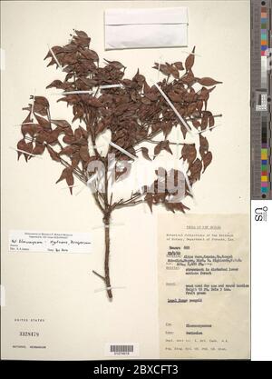 Decaspermum sp Decaspermum sp Stock Photo - Alamy