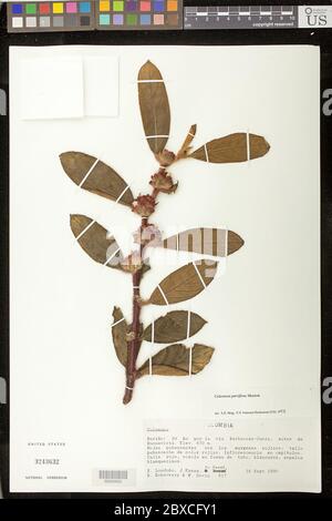 Columnea parviflora CV Morton Columnea parviflora CV Morton Stock Photo ...