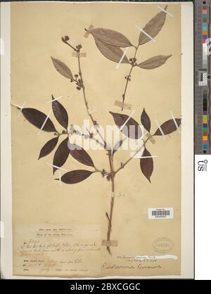 Rhodamnia cinerea Jack Rhodamnia cinerea Jack Stock Photo - Alamy