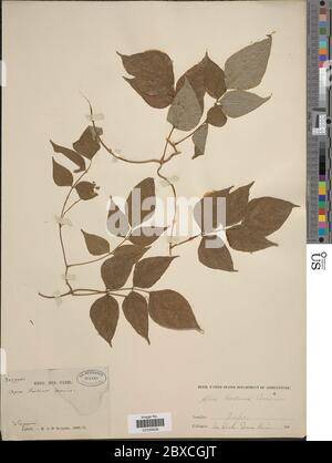 Apios fortunei Maxim Stock Photo - Alamy