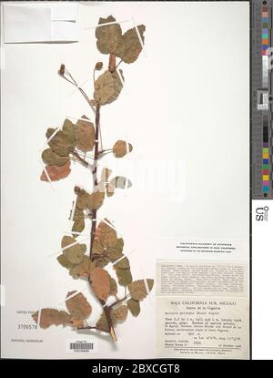 Bursera epinnata Rose Engl Bursera epinnata Rose Engl Stock Photo - Alamy