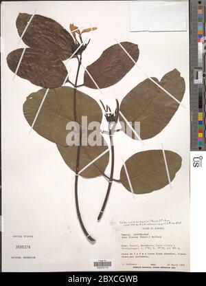 Saba comorensis Bojer ex A DC Pichon Saba comorensis Bojer ex A DC ...