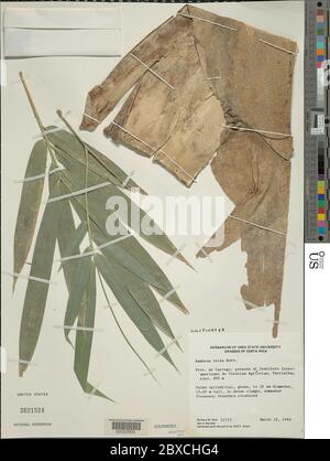 Indian timber bamboo (Bambusa tulda) displaying branches and leaves ...