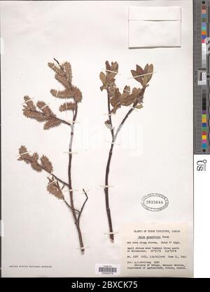 Salix planifolia Pursh Salix planifolia Pursh Stock Photo - Alamy