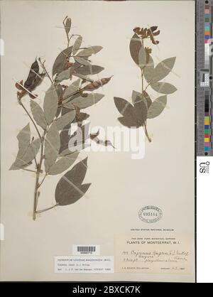 Cajanus cajan L Huth Cajanus cajan L Huth Stock Photo - Alamy