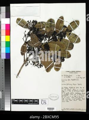 Ilex sp Ilex sp Stock Photo - Alamy