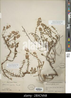 Piloblephis rigida Bartram ex Benth Raf Stock Photo - Alamy