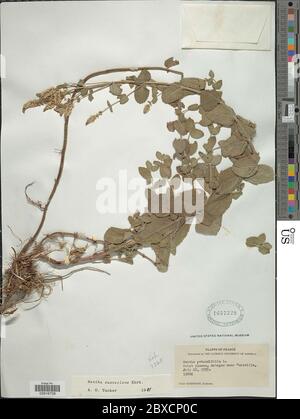 Mentha suaveolens Ehrh Stock Photo - Alamy