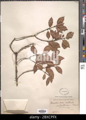 Elaeodendron australe Vent Stock Photo - Alamy