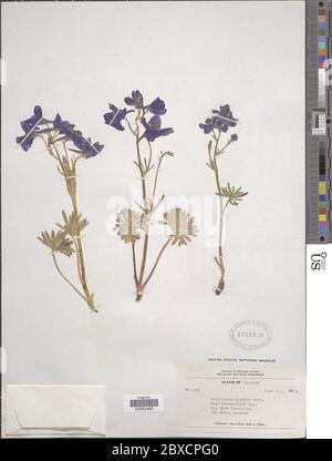 Delphinium bicolor Nutt Delphinium bicolor Nutt Stock Photo - Alamy