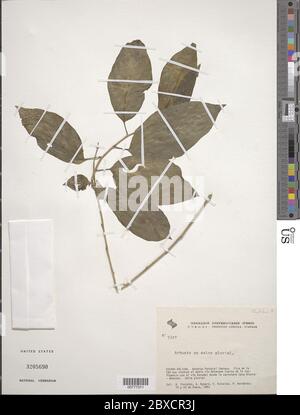 Phytolacca sp Phytolacca sp Stock Photo - Alamy