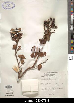 Scolopia crassipes Clos Stock Photo - Alamy