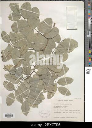Piscidia mollis Rose Stock Photo - Alamy