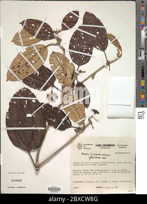 Blakea argentea Gleason Stock Photo - Alamy