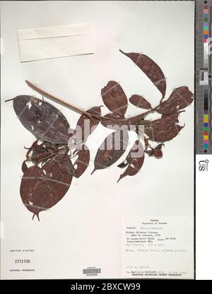 Blakea foliacea Gleason Stock Photo - Alamy