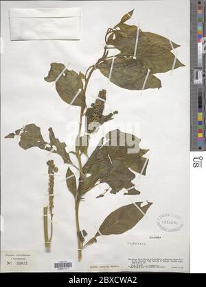 Phytolacca sp Phytolacca sp Stock Photo - Alamy