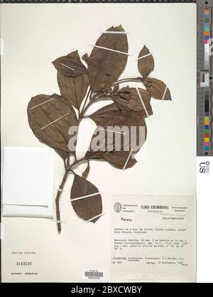 Topobea sp Topobea sp Stock Photo - Alamy