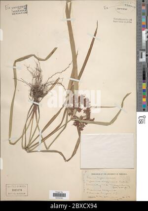 Cyperus diffusus Vahl Cyperus diffusus Vahl Stock Photo - Alamy