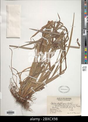 Cyperus diffusus Vahl Cyperus diffusus Vahl Stock Photo - Alamy