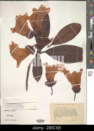 Rhododendron megacalyx Balf f Ward Stock Photo - Alamy