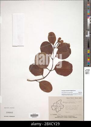 Decalepis hamiltonii Wight Arn Stock Photo - Alamy