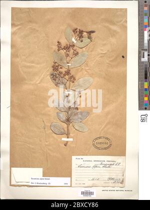 Secamone alpini Schult Stock Photo - Alamy