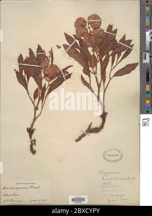 Rumex venosus Pursh Rumex venosus Pursh Stock Photo - Alamy