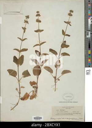 Stachys rigida Stachys rigida Stock Photo - Alamy