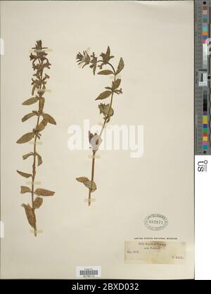 Stachys sp Stachys sp Stock Photo - Alamy