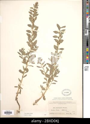 Iva axillaris Pursh Stock Photo - Alamy